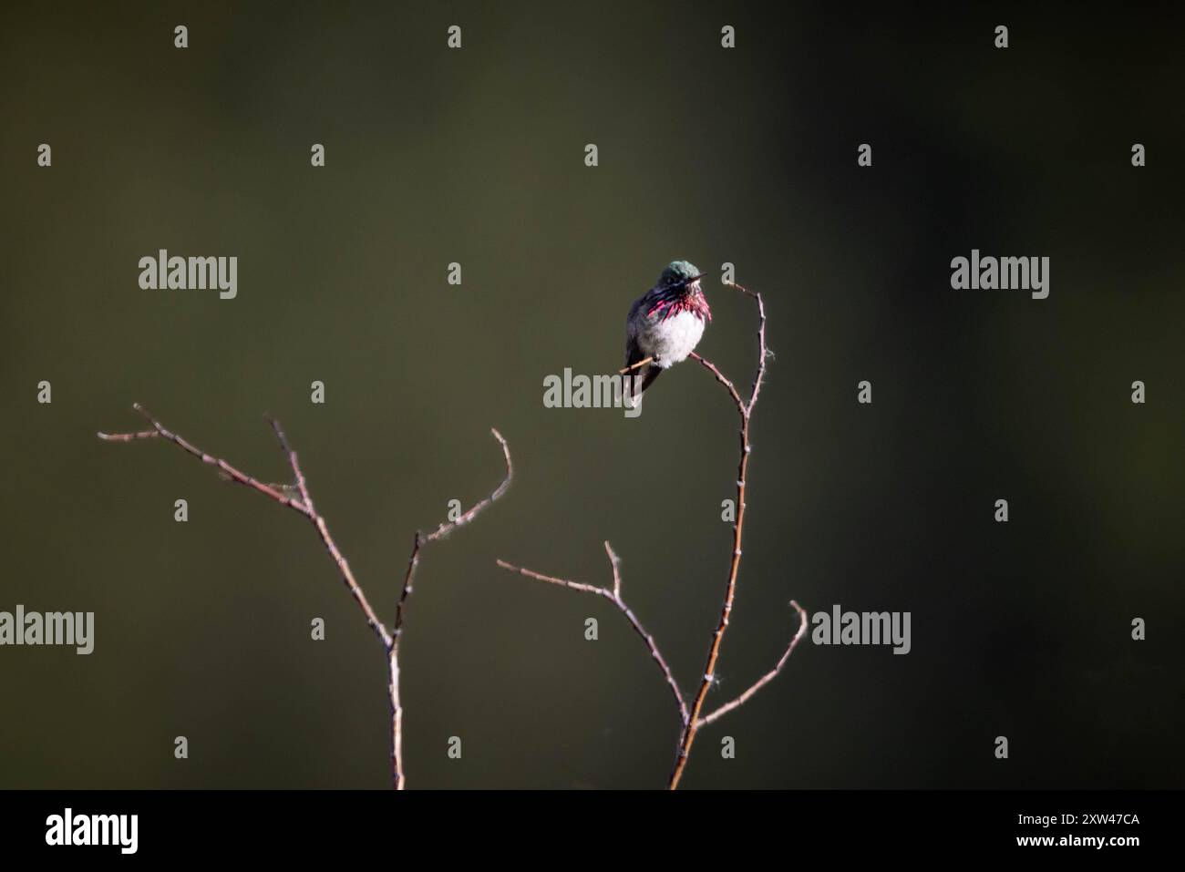 Calliope hummingbird grand teton hi-res stock photography and images ...