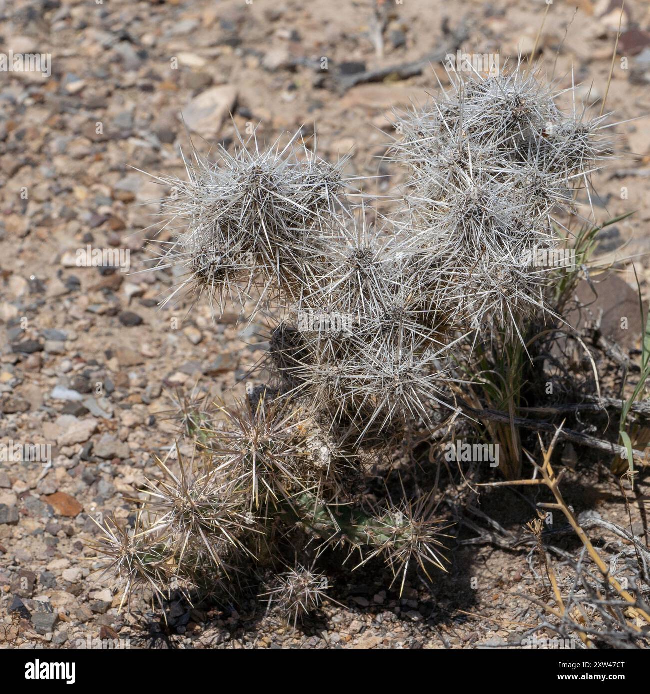 Silver Cholla (Cylindropuntia echinocarpa) Plantae Stock Photo - Alamy