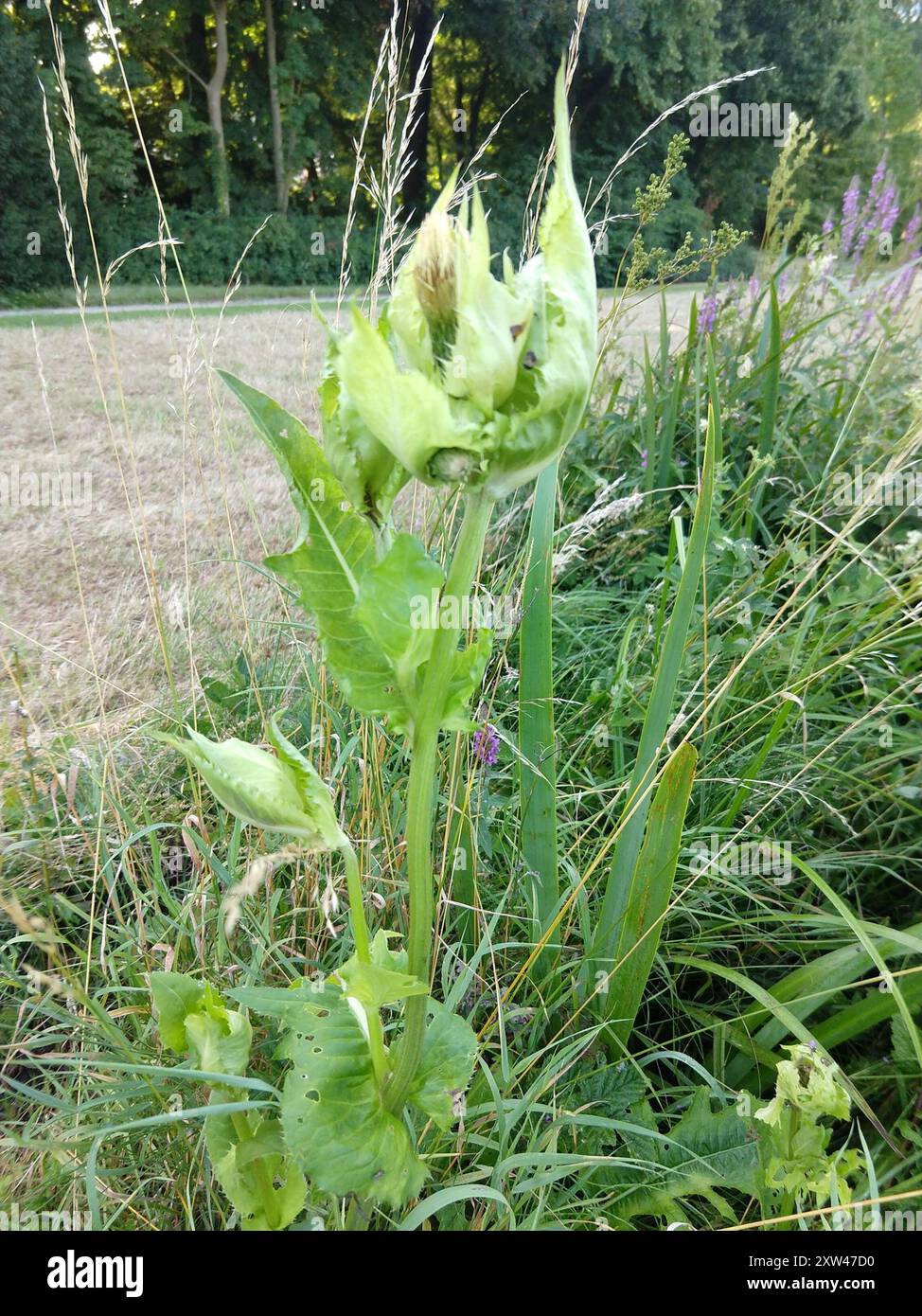 Cabbage Thistle (Cirsium oleraceum) Plantae Stock Photo - Alamy
