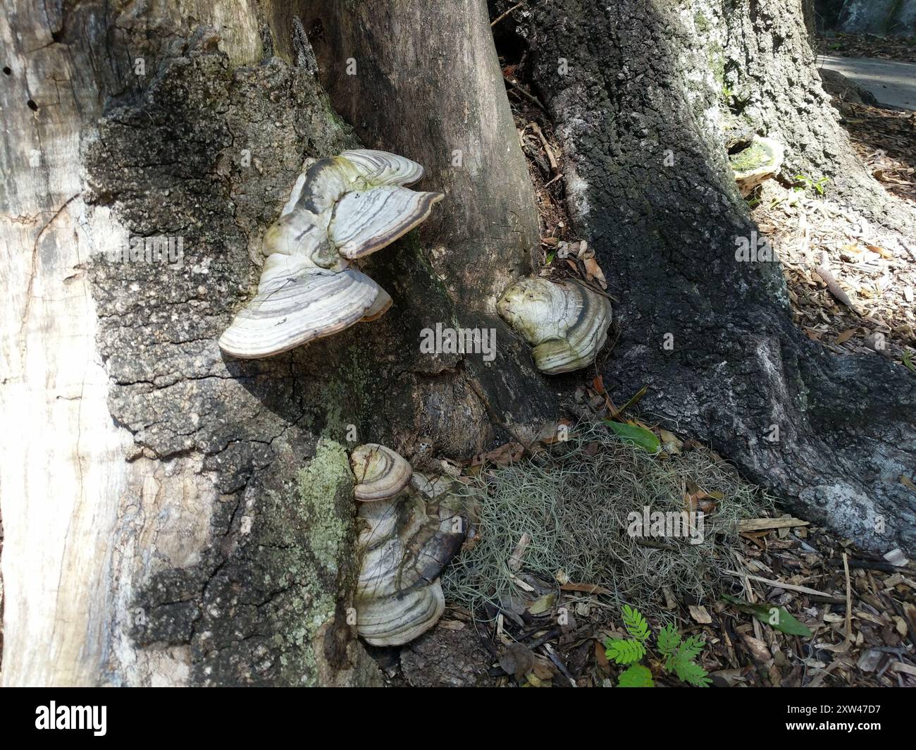 Southern Clam Shell (Fomes fasciatus) Fungi Stock Photo - Alamy