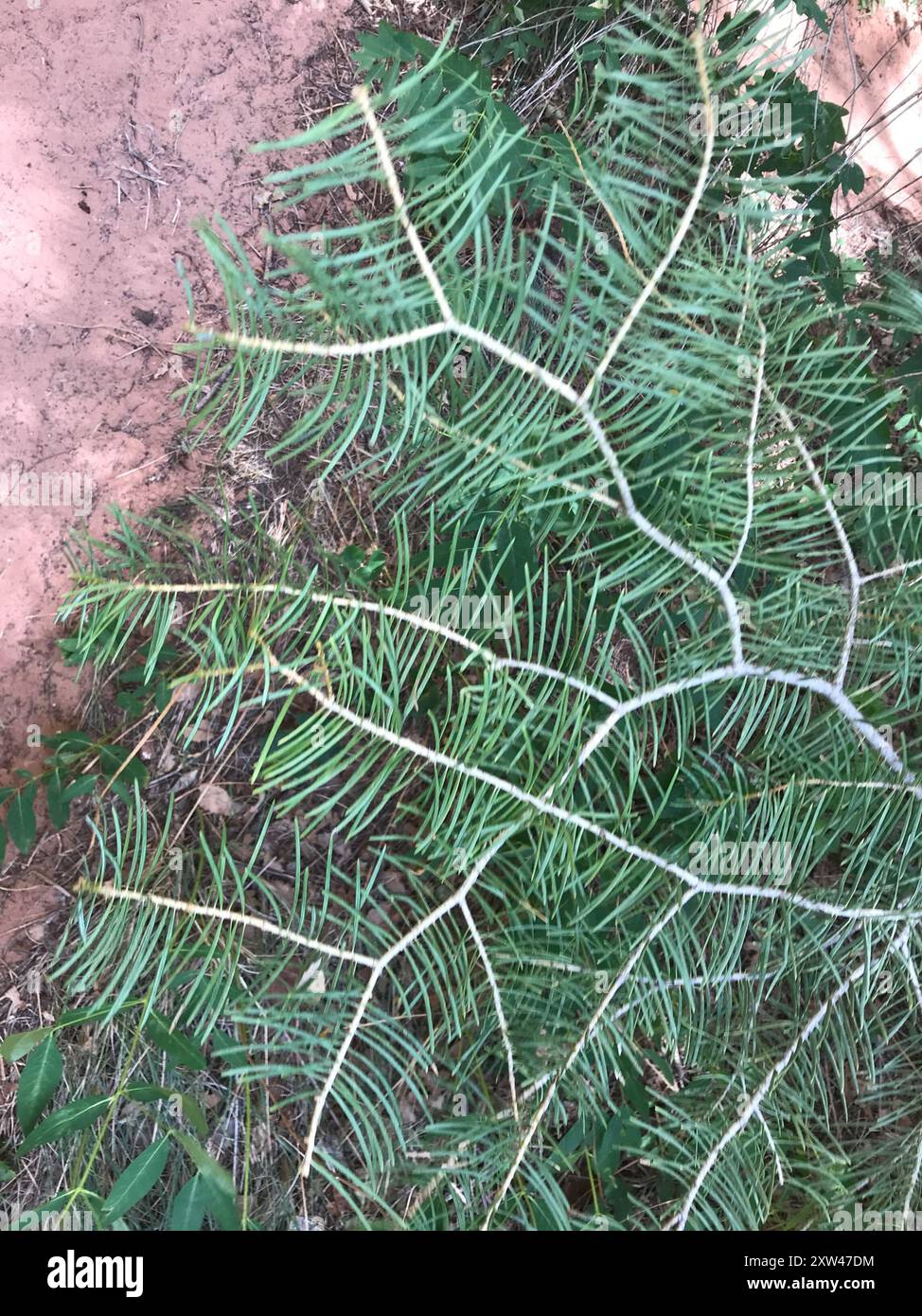 white fir (Abies concolor) Plantae Stock Photo - Alamy