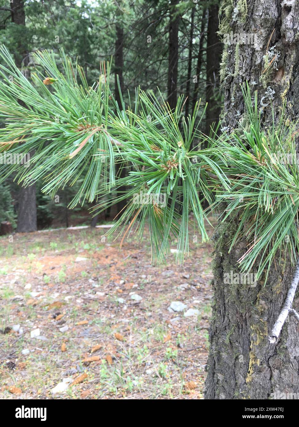 southwestern white pine (Pinus strobiformis) Plantae Stock Photo - Alamy