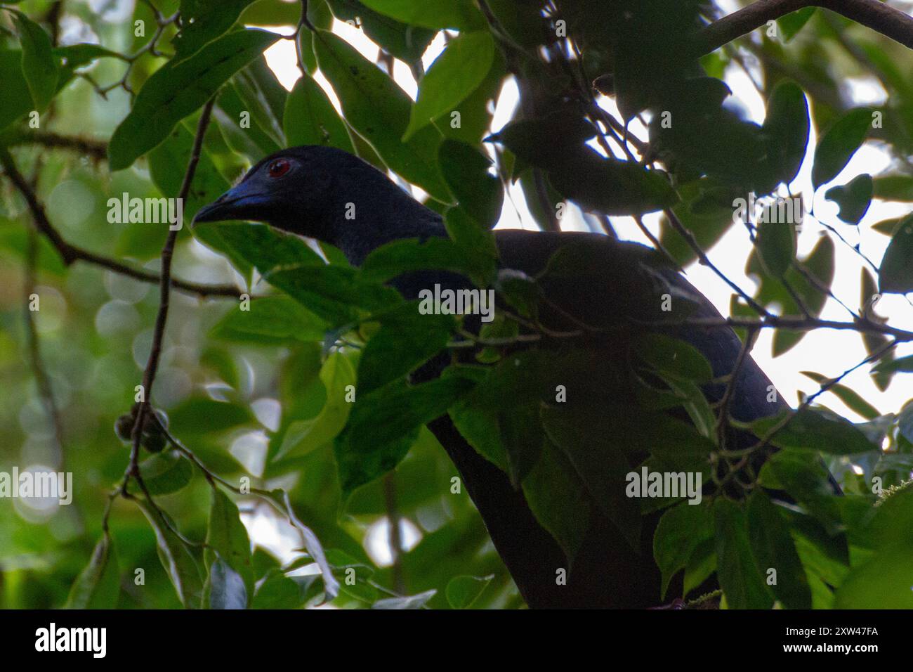 Black Guan (Chamaepetes unicolor) Aves Stock Photo - Alamy