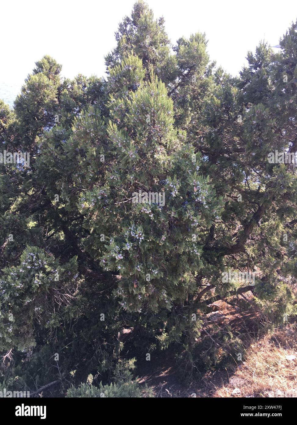 Greek juniper (Juniperus excelsa) Plantae Stock Photo - Alamy