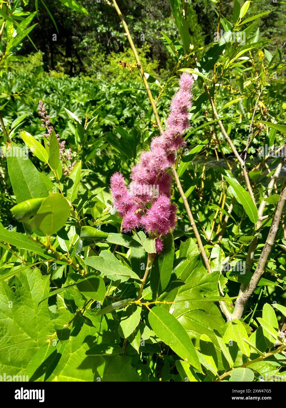 Rose Spirea (Spiraea douglasii) Plantae Stock Photo - Alamy