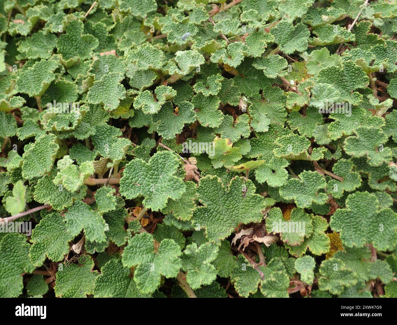 creeping Taiwan bramble (Rubus rolfei) Plantae Stock Photo - Alamy