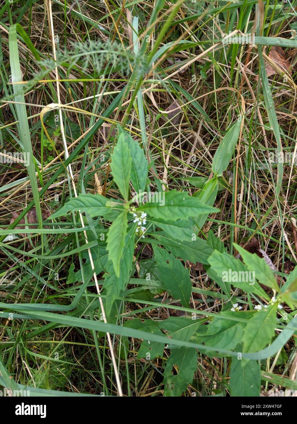 sweet bugleweed (Lycopus virginicus) Plantae Stock Photo - Alamy