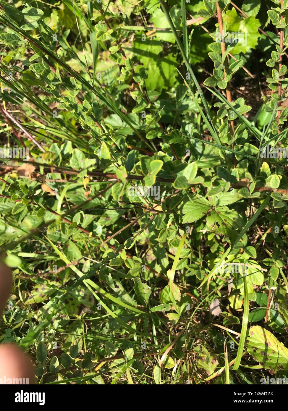 Little-leaf Tick-clover (Desmodium ciliare) Plantae Stock Photo - Alamy
