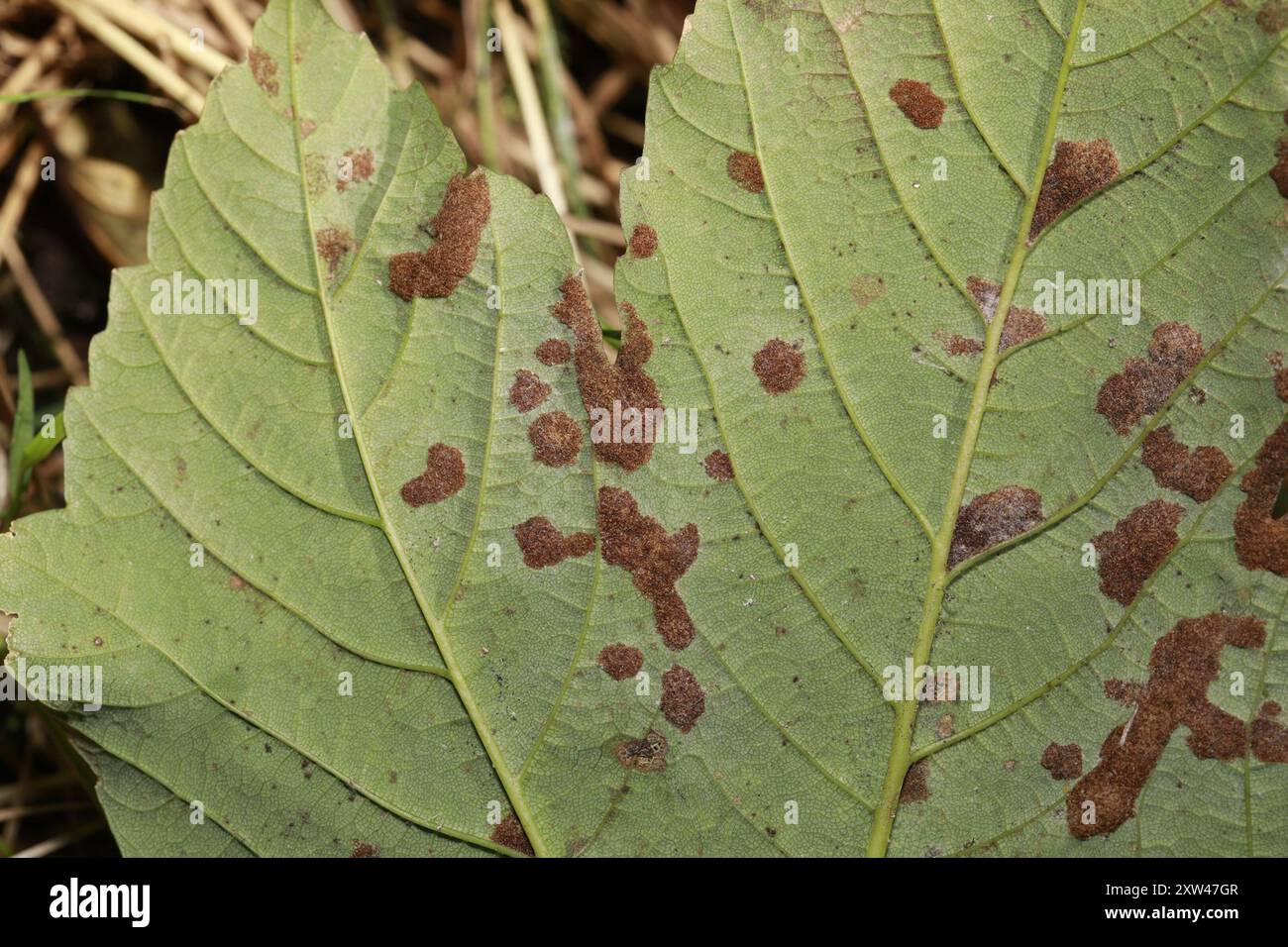 Sycamore Felt Gall Mite (Aceria pseudoplatani) Arachnida Stock Photo ...