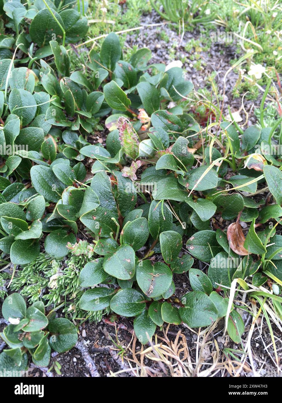 snow willow (Salix nivalis) Plantae Stock Photo - Alamy