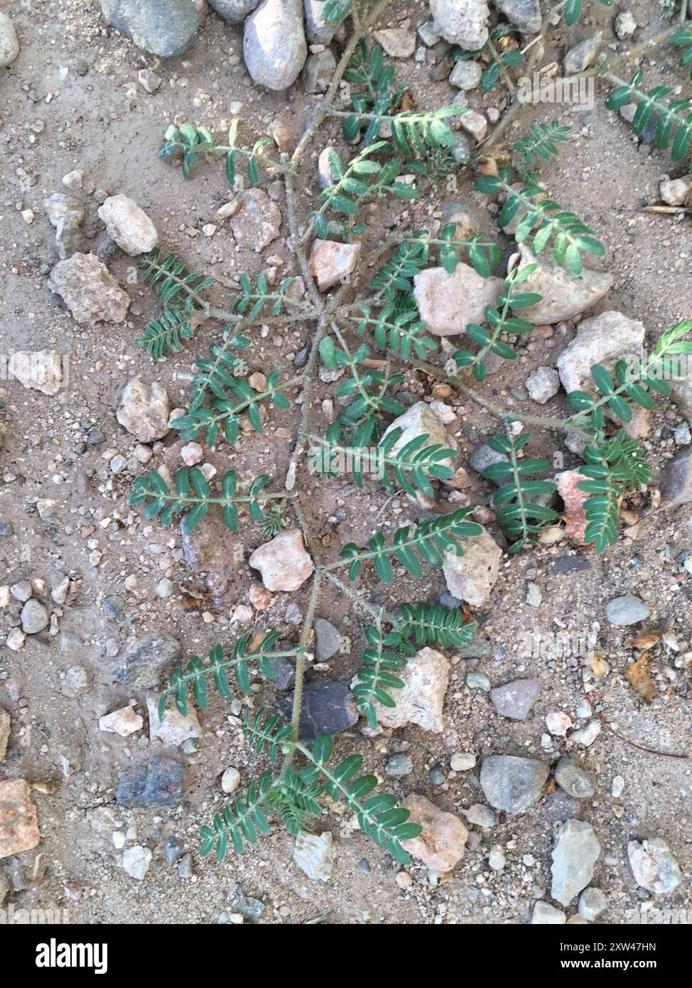 Devil Thorns (Tribulus) Plantae Stock Photo - Alamy