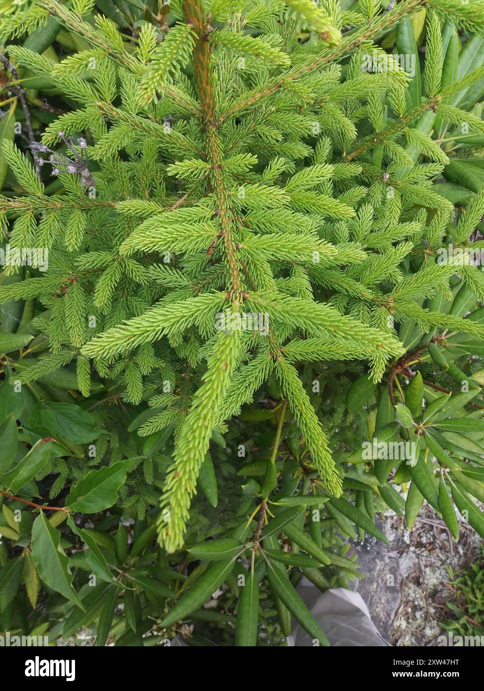 red spruce (Picea rubens) Plantae Stock Photo - Alamy
