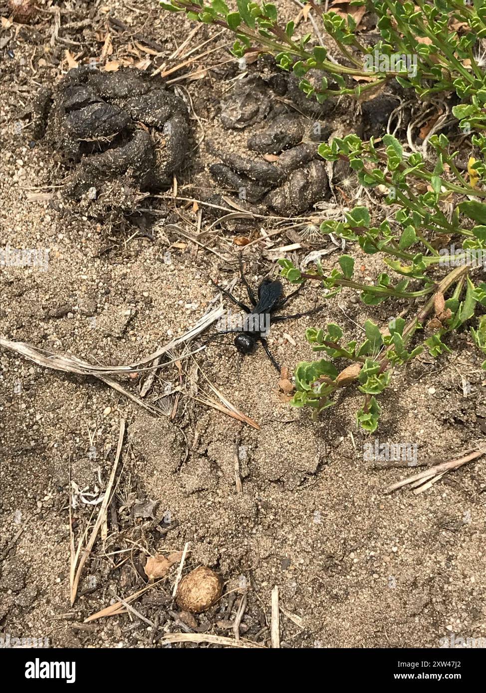 Cutworm Wasps (Podalonia) Insecta Stock Photo - Alamy