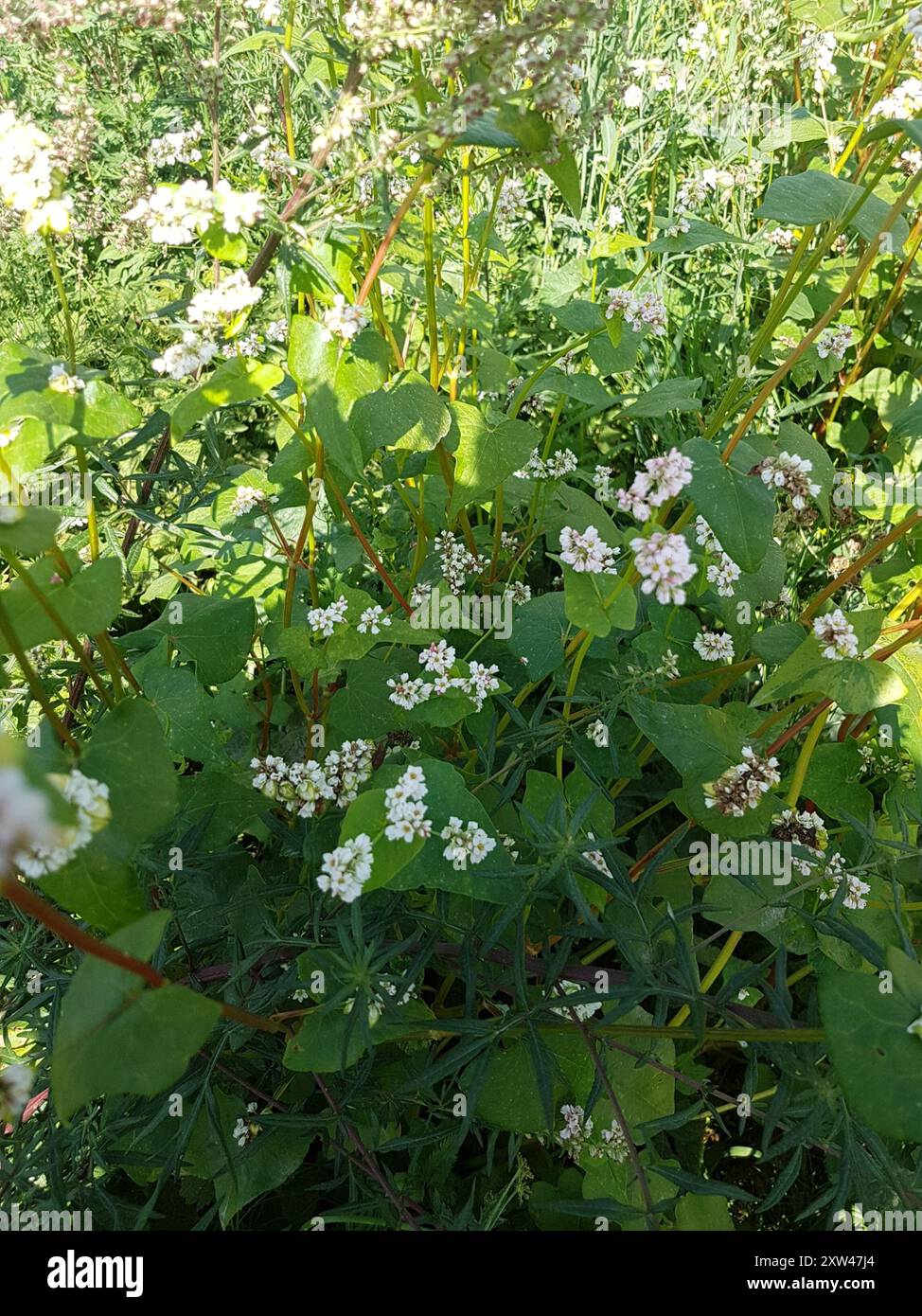 Common Buckwheat (Fagopyrum esculentum) Plantae Stock Photo - Alamy
