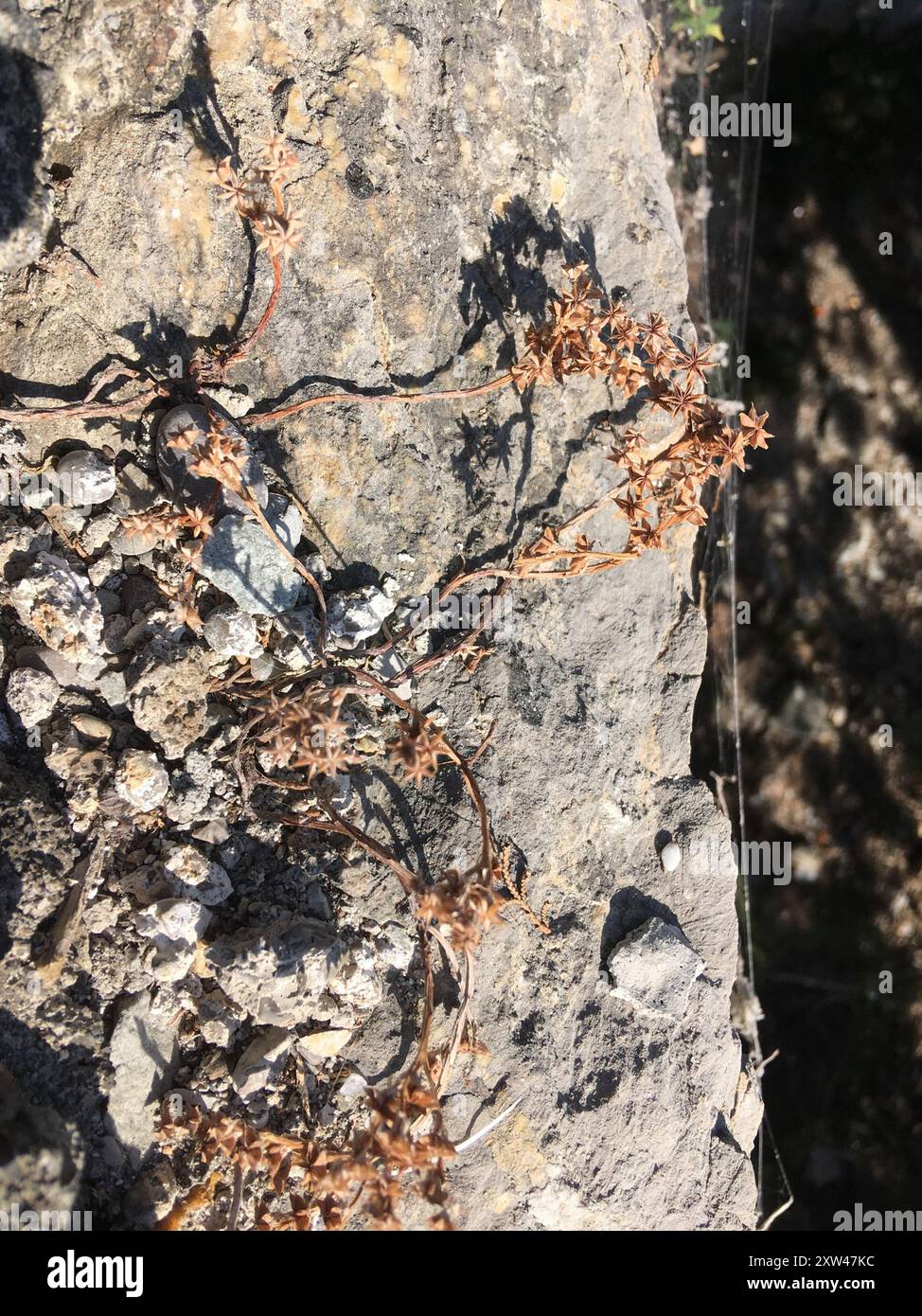 Spanish Stonecrop (Sedum hispanicum) Plantae Stock Photo - Alamy