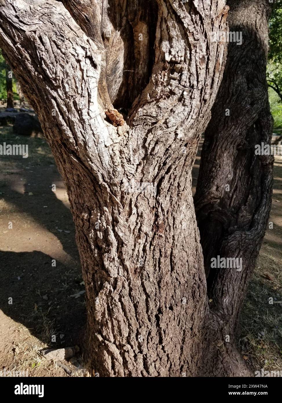 Arizona black walnut (Juglans major) Plantae Stock Photo - Alamy