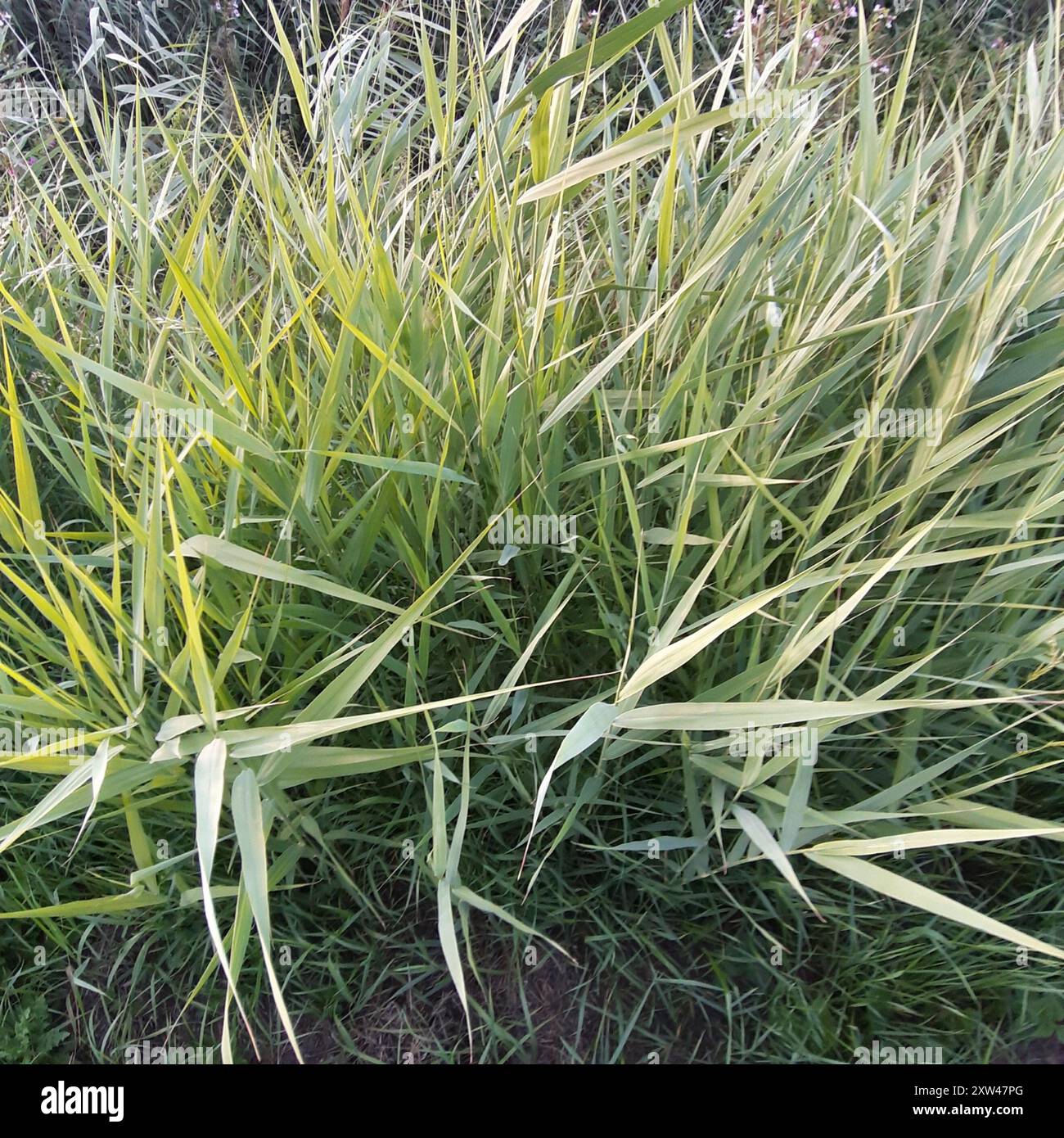 common reed (Phragmites australis) Plantae Stock Photo - Alamy