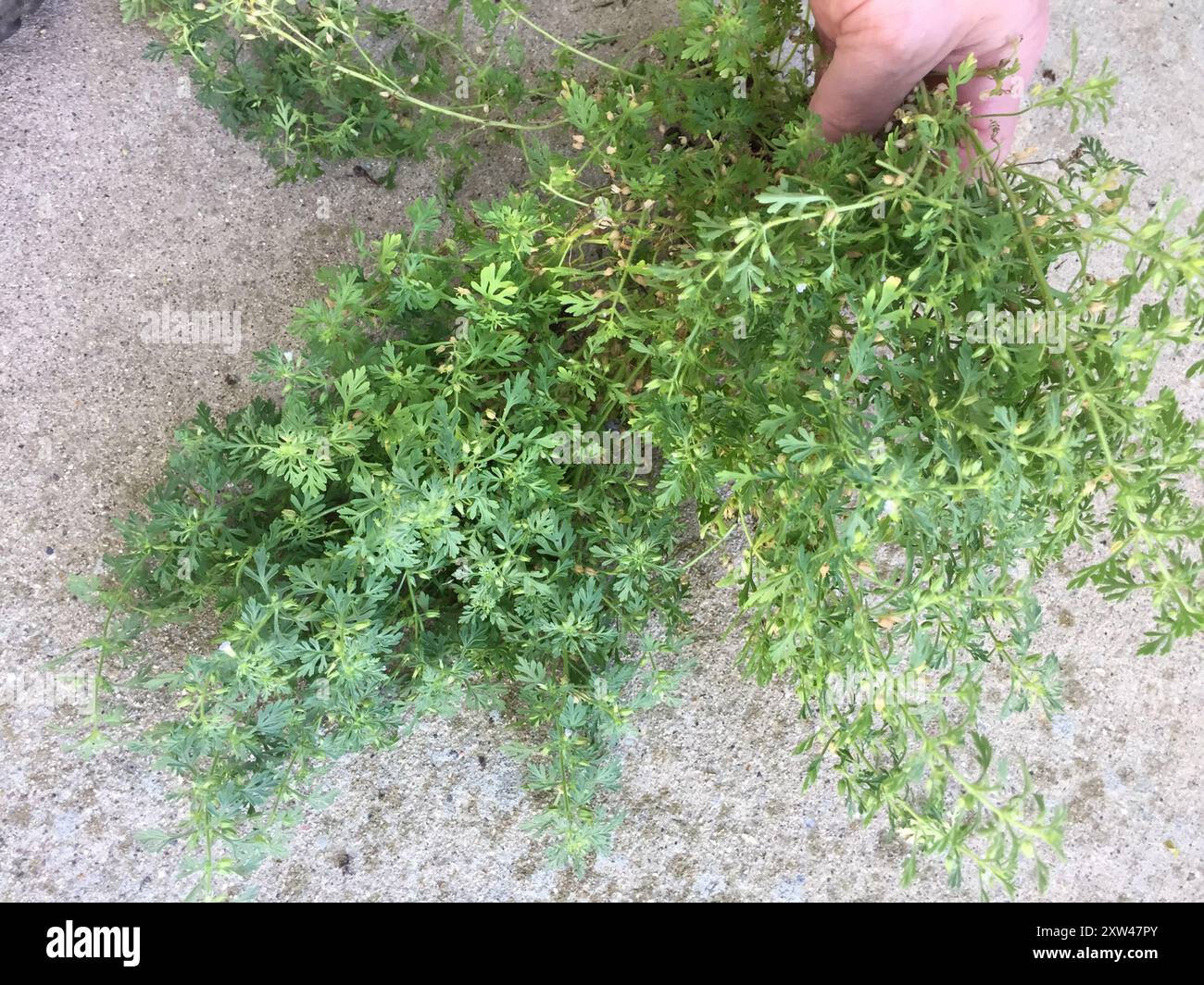 Obi-Wan conobea (Leucospora multifida) Plantae Stock Photo - Alamy