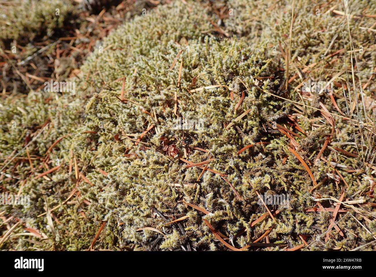 Woolly Fringe-moss (Racomitrium lanuginosum) Plantae Stock Photo - Alamy