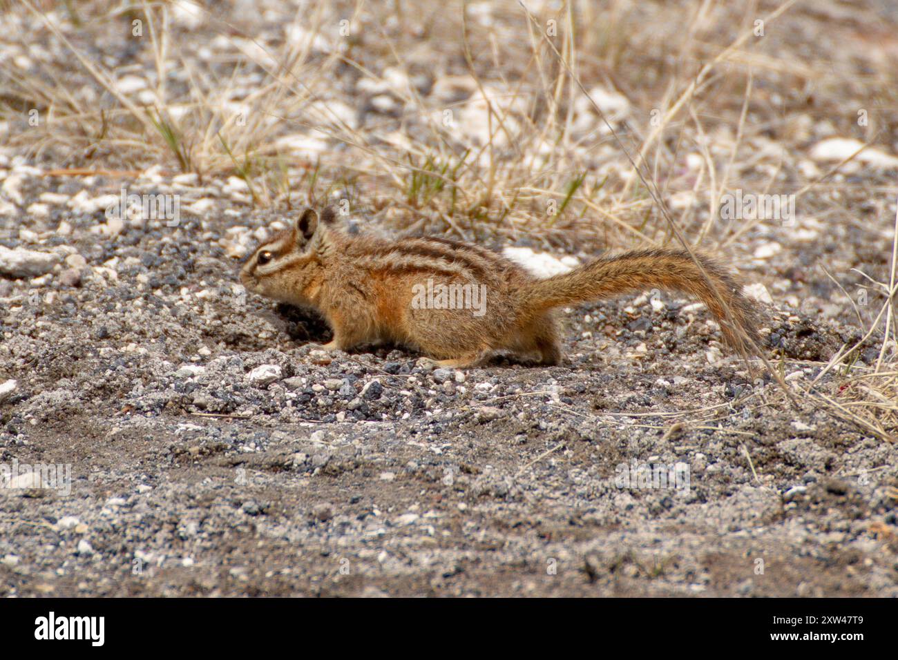 Western Chipmunks (Neotamias) Mammalia Stock Photo - Alamy