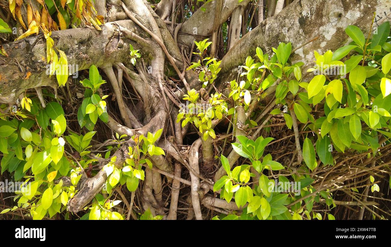 Pacific Banyan (Ficus prolixa) Plantae Stock Photo - Alamy