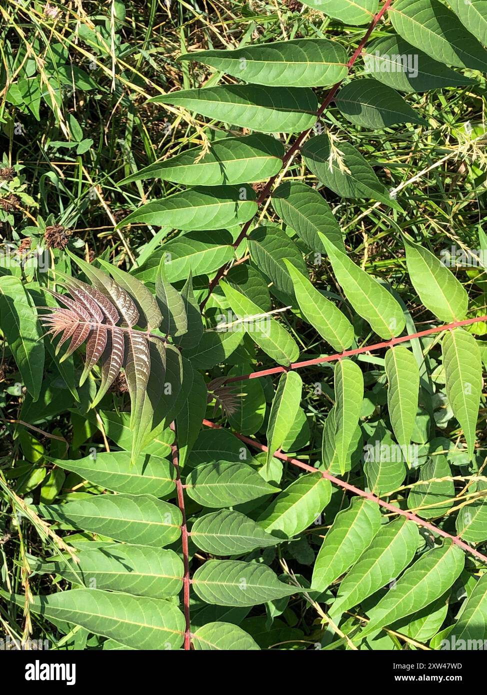 tree-of-heaven (Ailanthus altissima) Plantae Stock Photo - Alamy