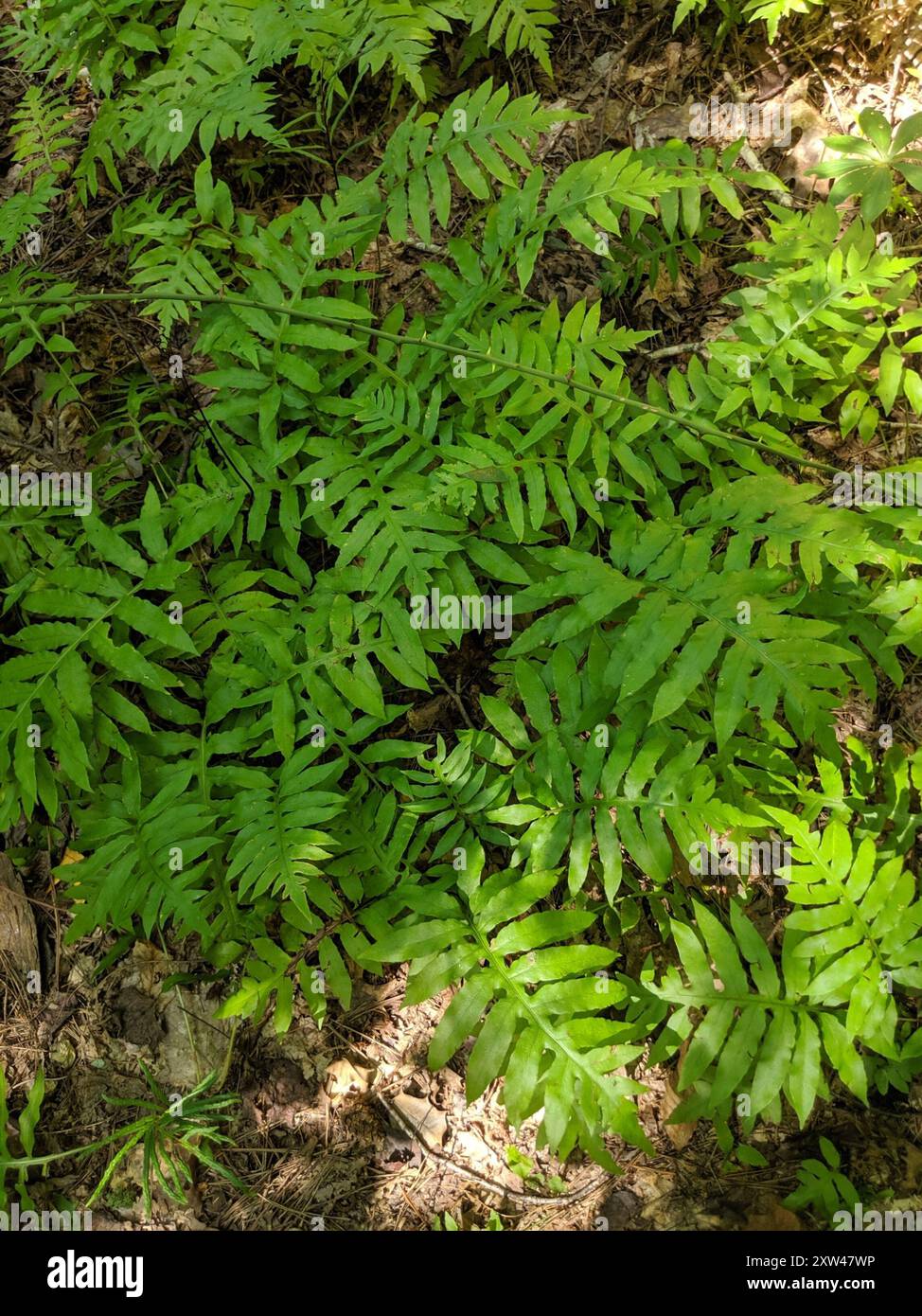 netted chain fern (Woodwardia areolata) Plantae Stock Photo - Alamy