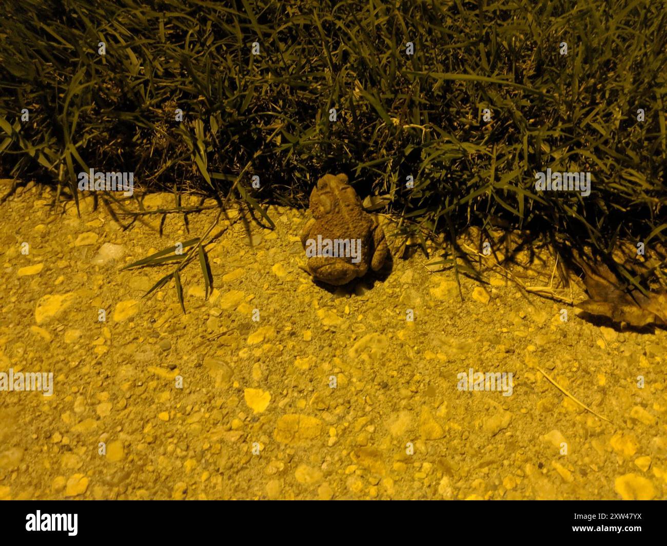 Eastern American Toad (Anaxyrus americanus americanus) Amphibia Stock ...
