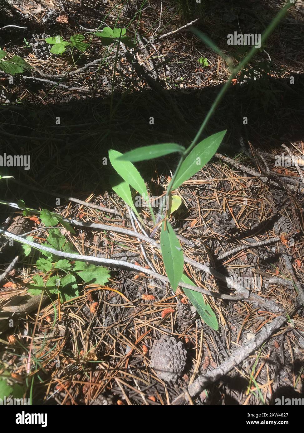 white hawkweed (Hieracium albiflorum) Plantae Stock Photo - Alamy