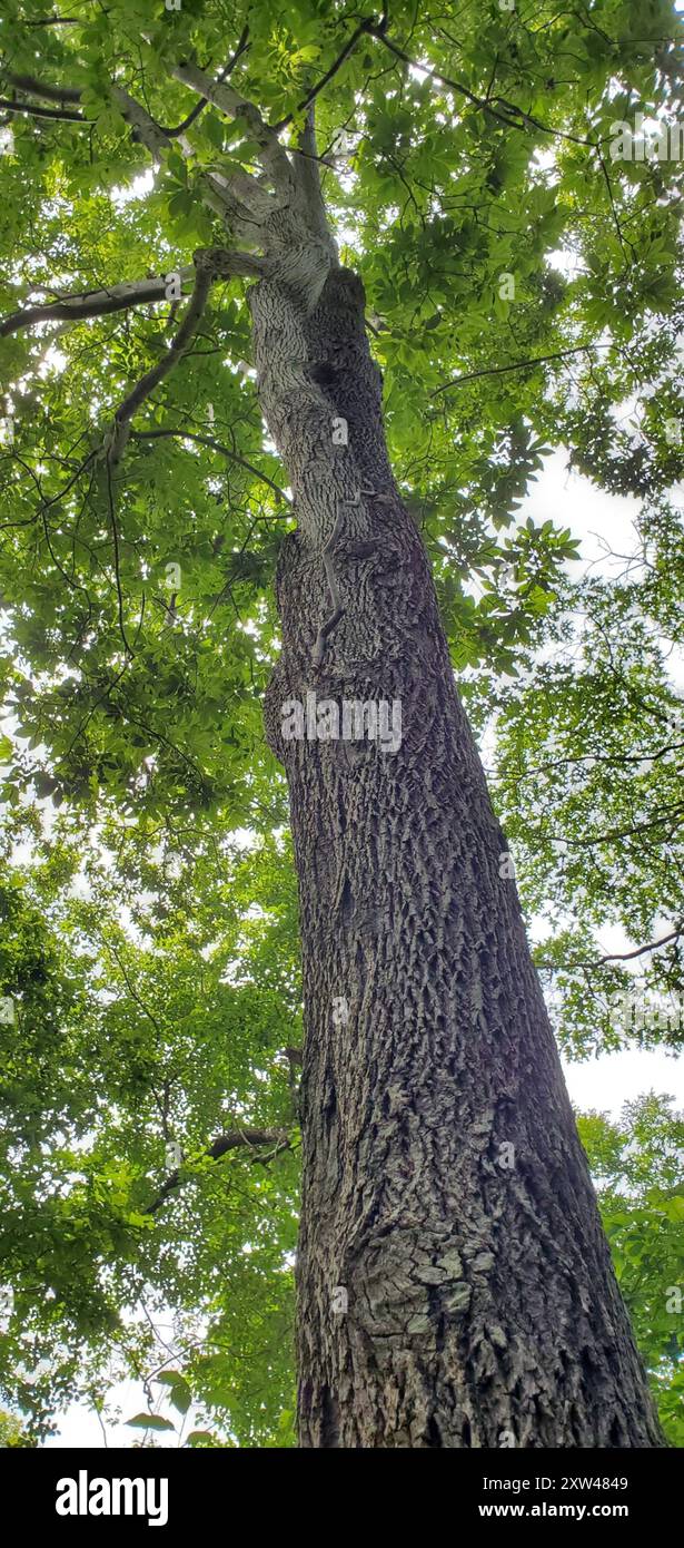 walnut family (Juglandaceae) Plantae Stock Photo - Alamy
