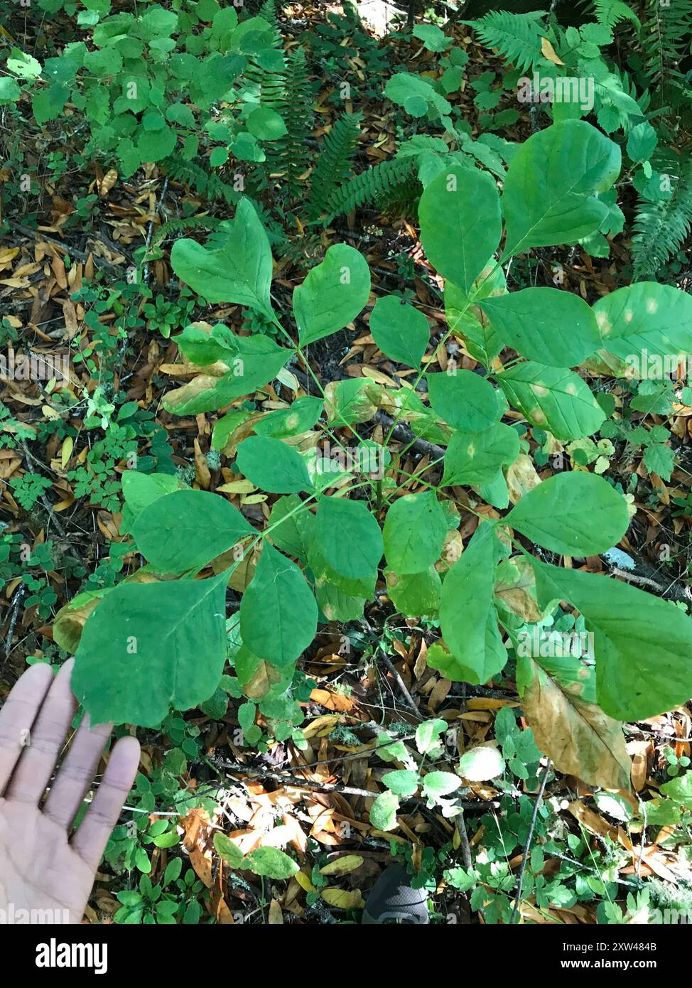 Oregon Ash (Fraxinus latifolia) Plantae Stock Photo - Alamy