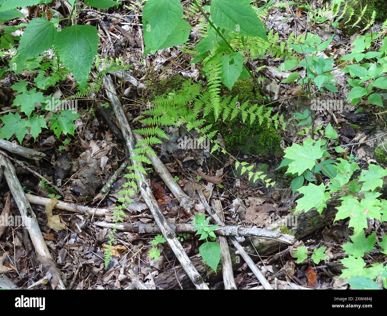 bulblet fern (Cystopteris bulbifera) Plantae Stock Photo - Alamy