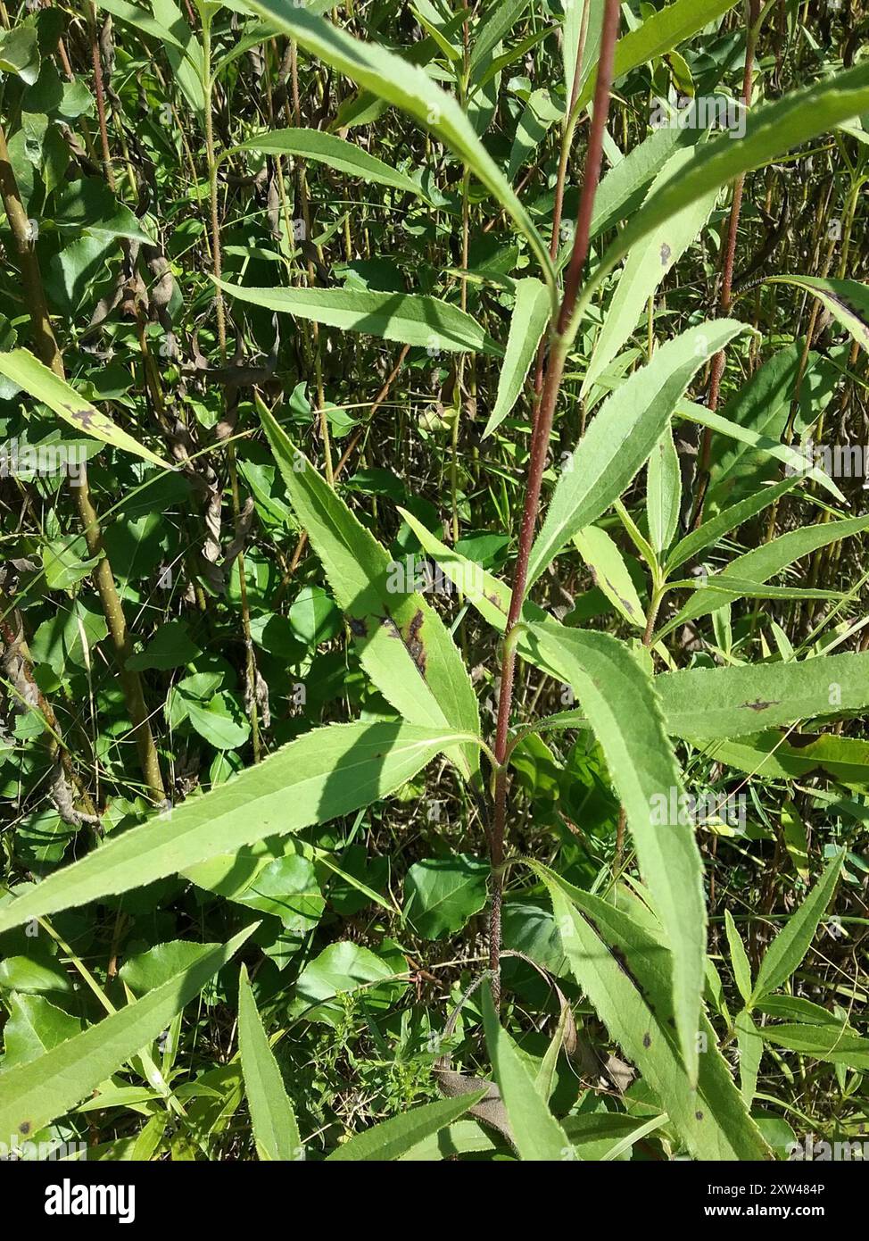 sawtooth sunflower (Helianthus grosseserratus) Plantae Stock Photo - Alamy