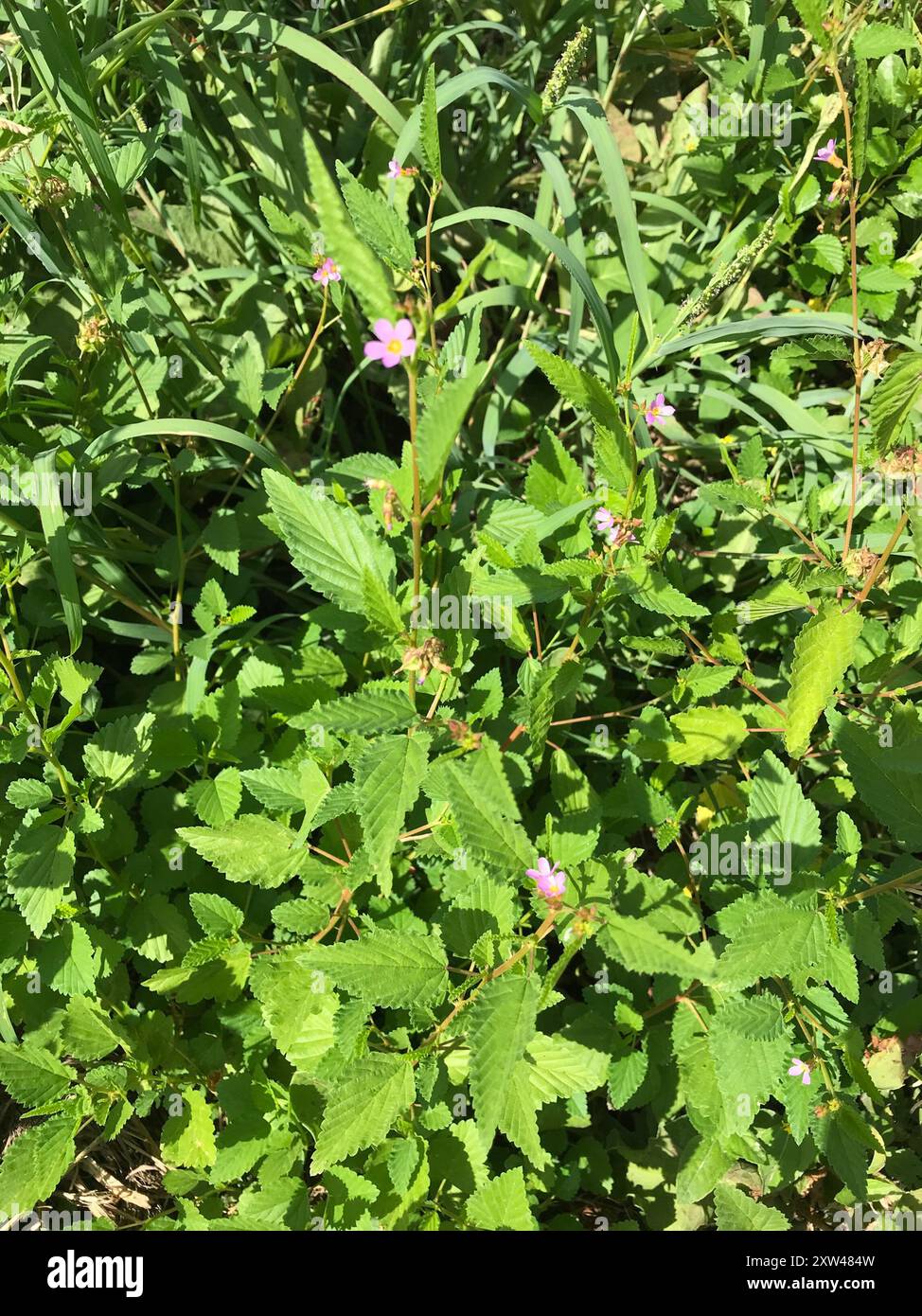 Pyramid Flower (Melochia pyramidata) Plantae Stock Photo - Alamy
