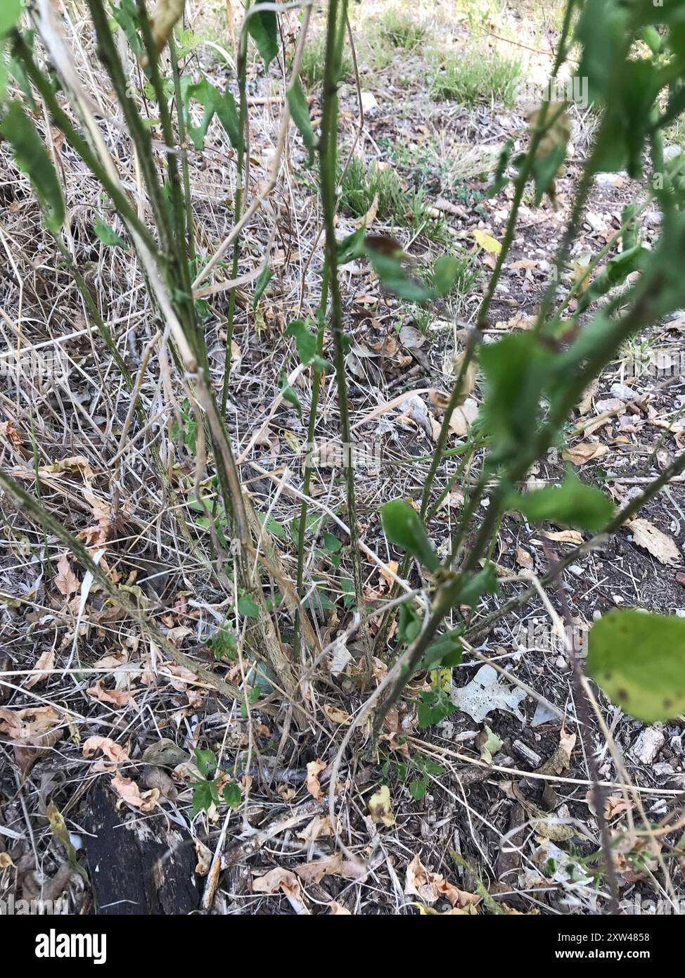 bird pepper (Capsicum annuum glabriusculum) Plantae Stock Photo - Alamy