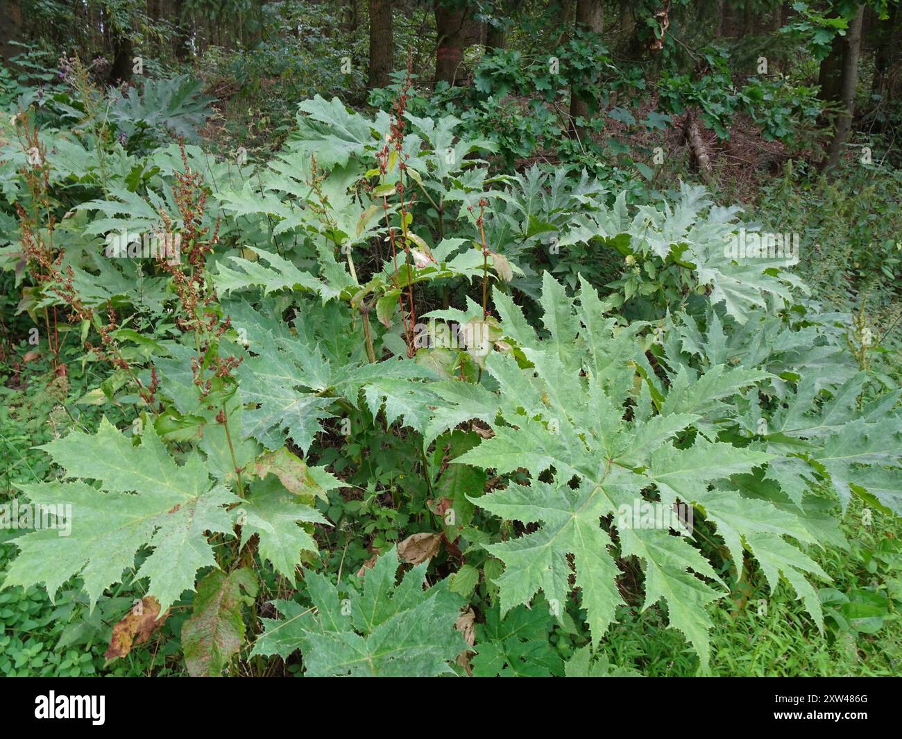 Giant Hogweed (Heracleum mantegazzianum) Plantae Stock Photo - Alamy