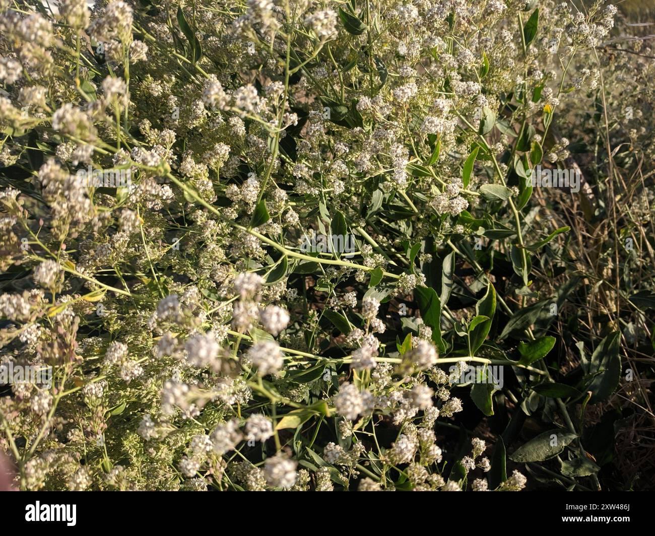broadleaved pepperweed (Lepidium latifolium) Plantae Stock Photo - Alamy