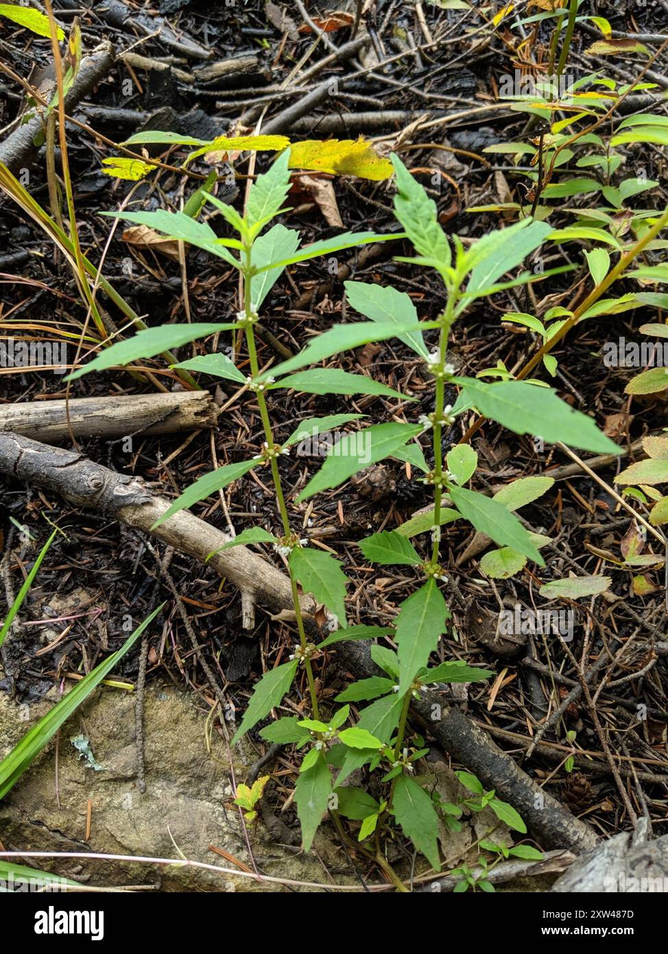 northern bugleweed (Lycopus uniflorus) Plantae Stock Photo - Alamy