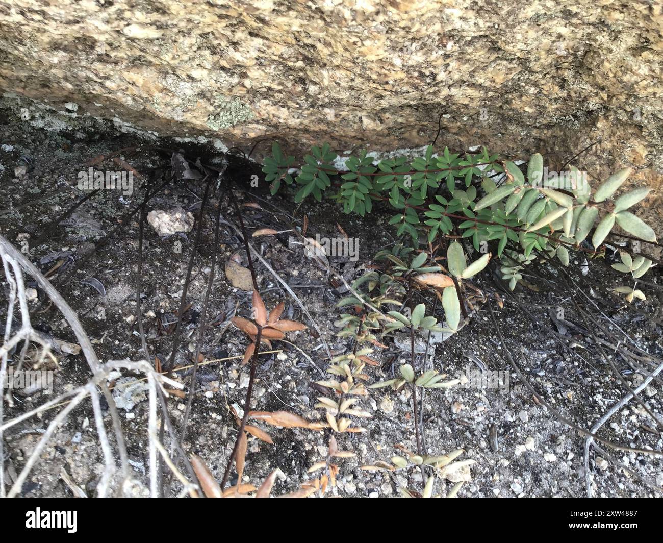 spiny cliff-brake (Pellaea truncata) Plantae Stock Photo - Alamy