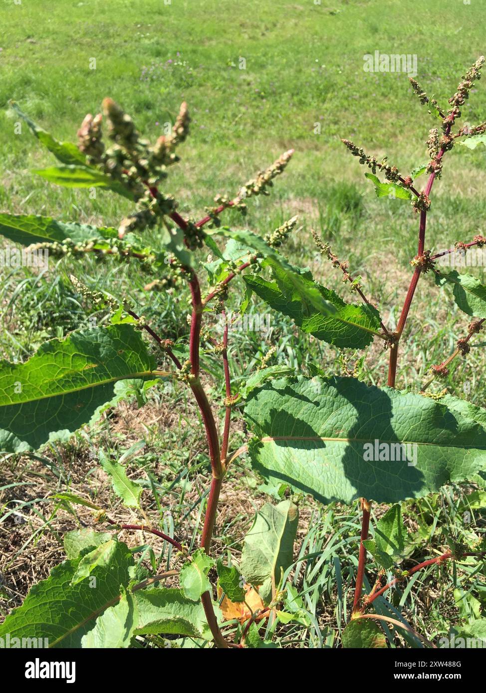 broad-leaved dock (Rumex obtusifolius) Plantae Stock Photo - Alamy