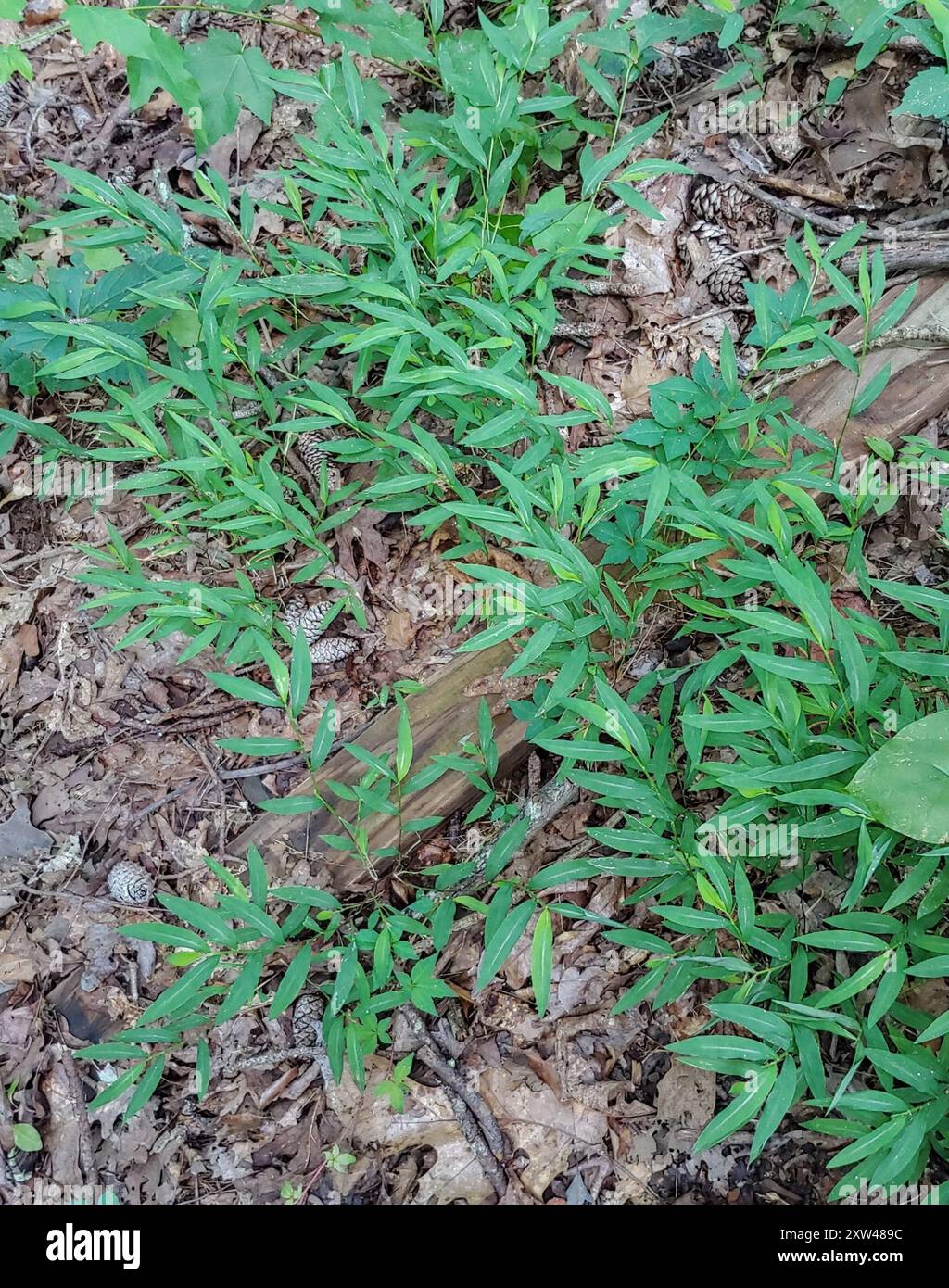 Microstegium vimineum hi-res stock photography and images - Alamy