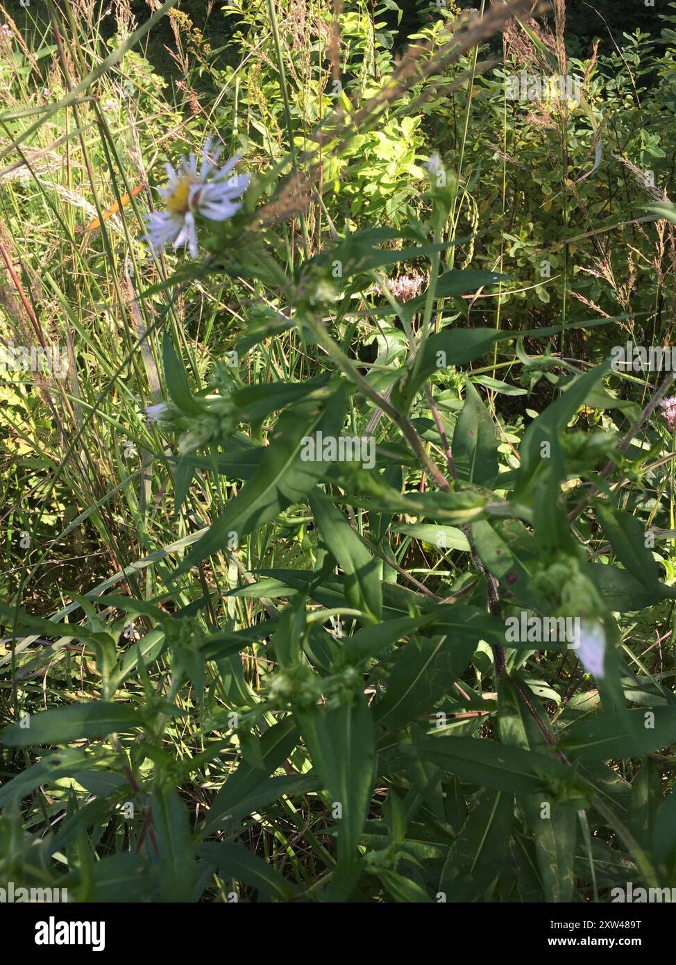 swamp aster (Symphyotrichum puniceum) Plantae Stock Photo - Alamy