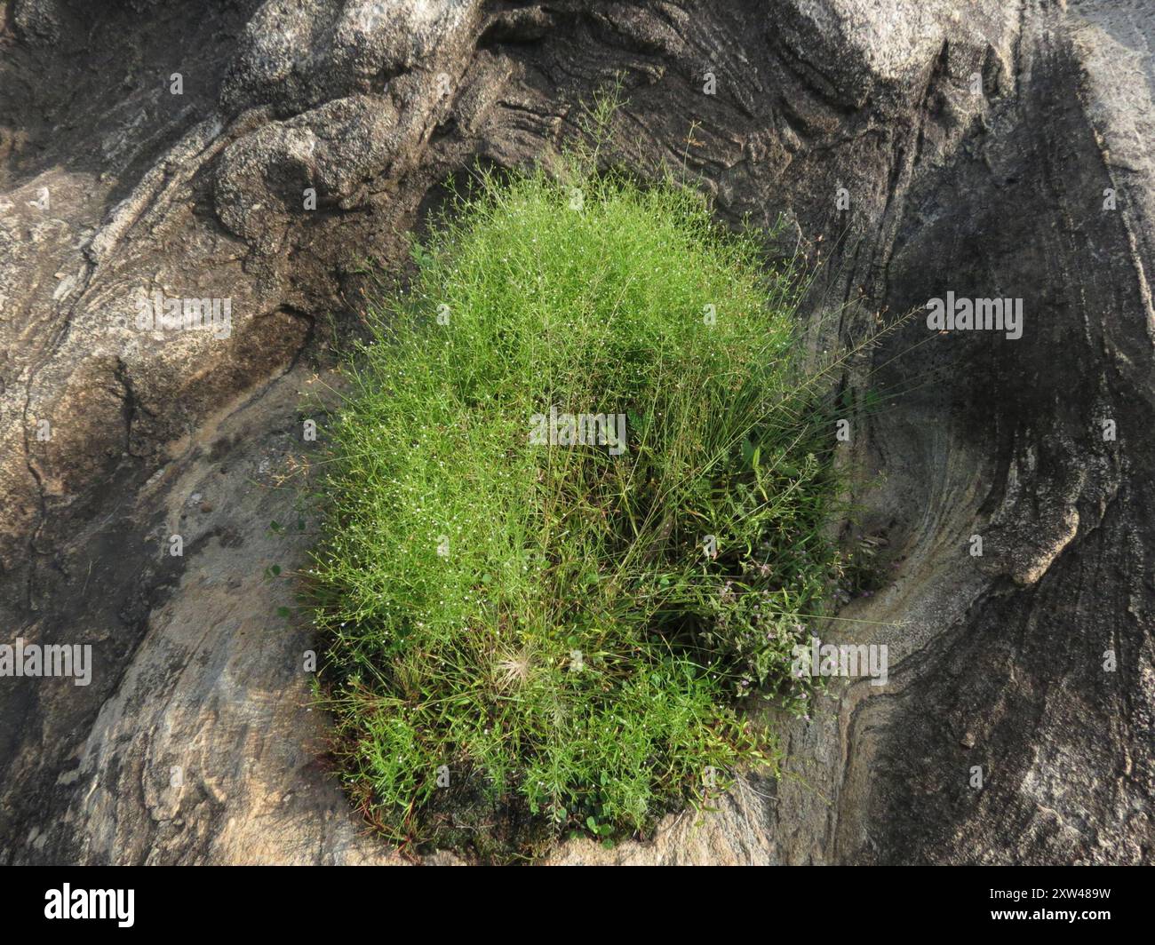 Old World Diamond Flower (Oldenlandia corymbosa) Plantae Stock Photo ...