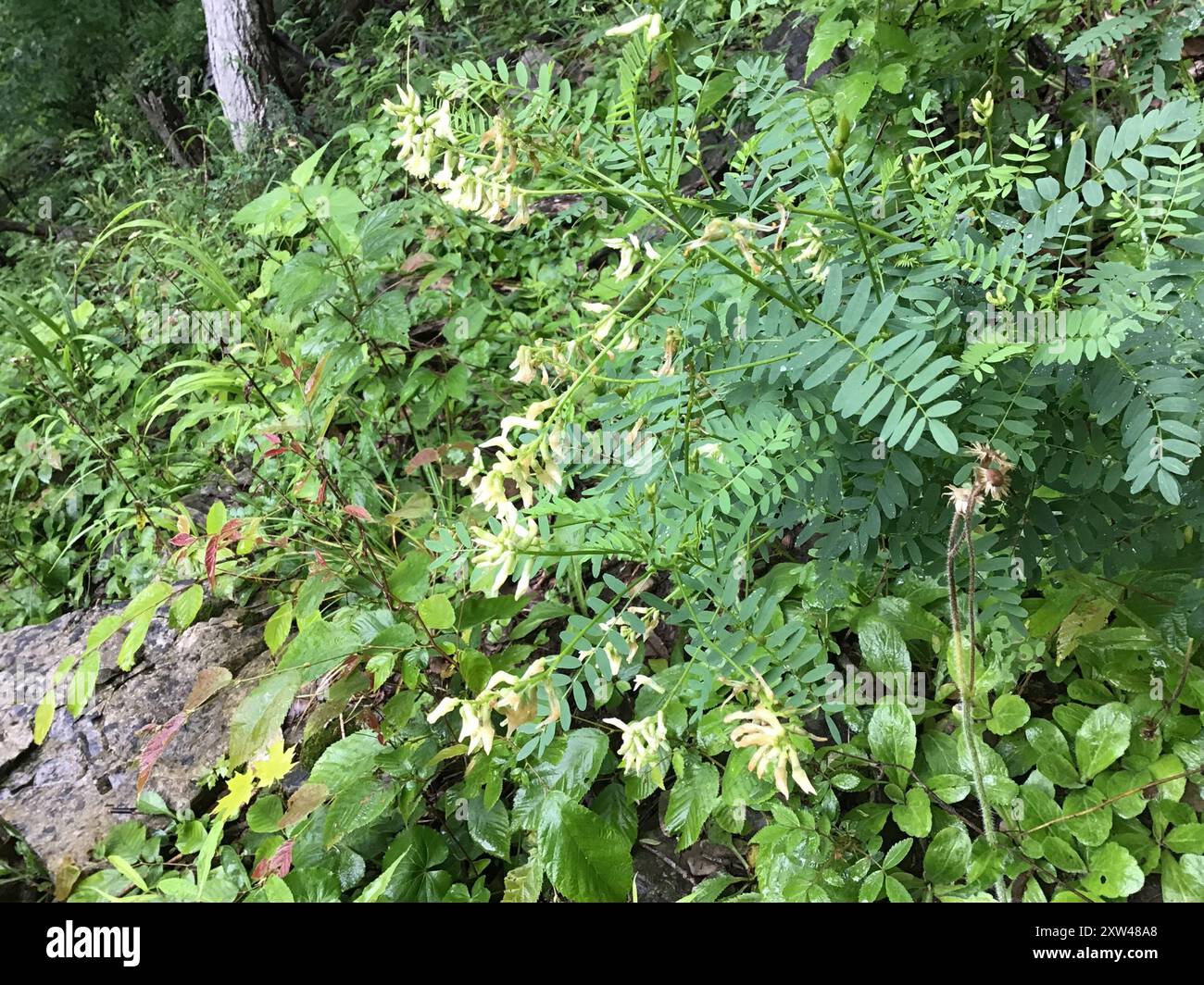 Cooper's Milkvetch (Astragalus neglectus) Plantae Stock Photo - Alamy