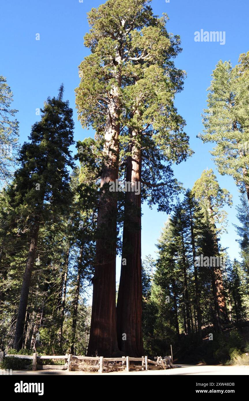 giant sequoia (Sequoiadendron giganteum) Plantae Stock Photo - Alamy