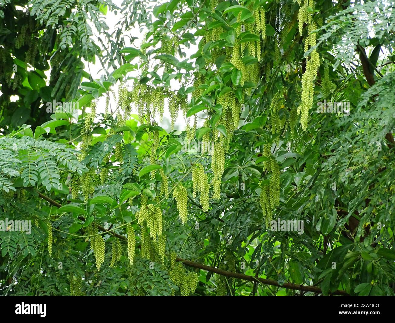 Fiveleaf Yam (Dioscorea pentaphylla) Plantae Stock Photo - Alamy