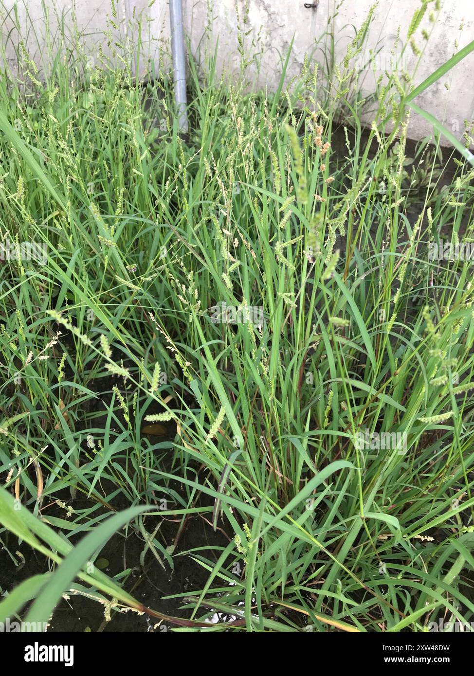 Jungle Rice (Echinochloa colonum) Plantae Stock Photo - Alamy