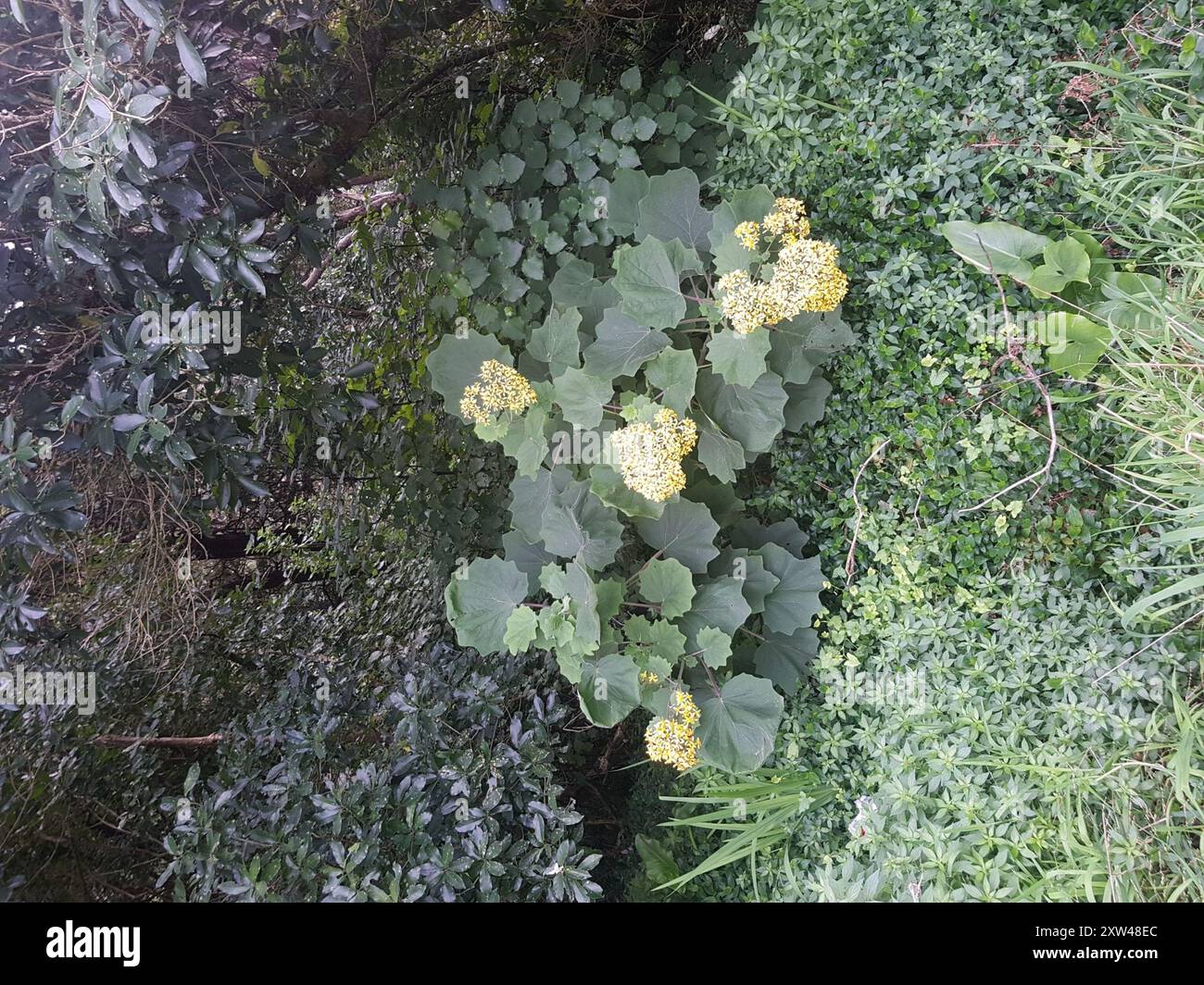velvet groundsel (Roldana petasitis) Plantae Stock Photo - Alamy