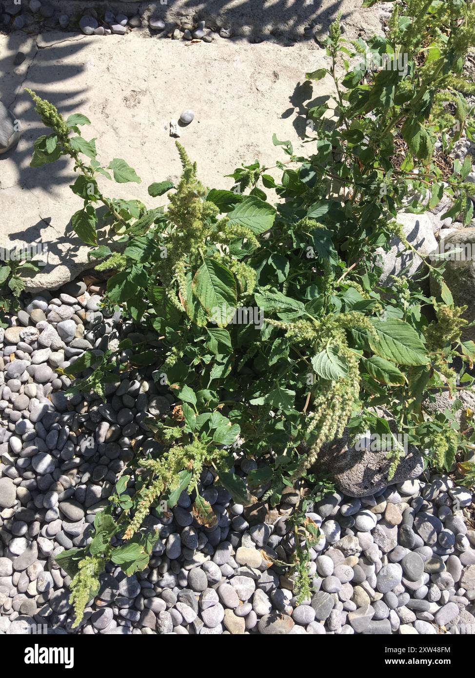 Redroot Amaranth (Amaranthus retroflexus) Plantae Stock Photo - Alamy