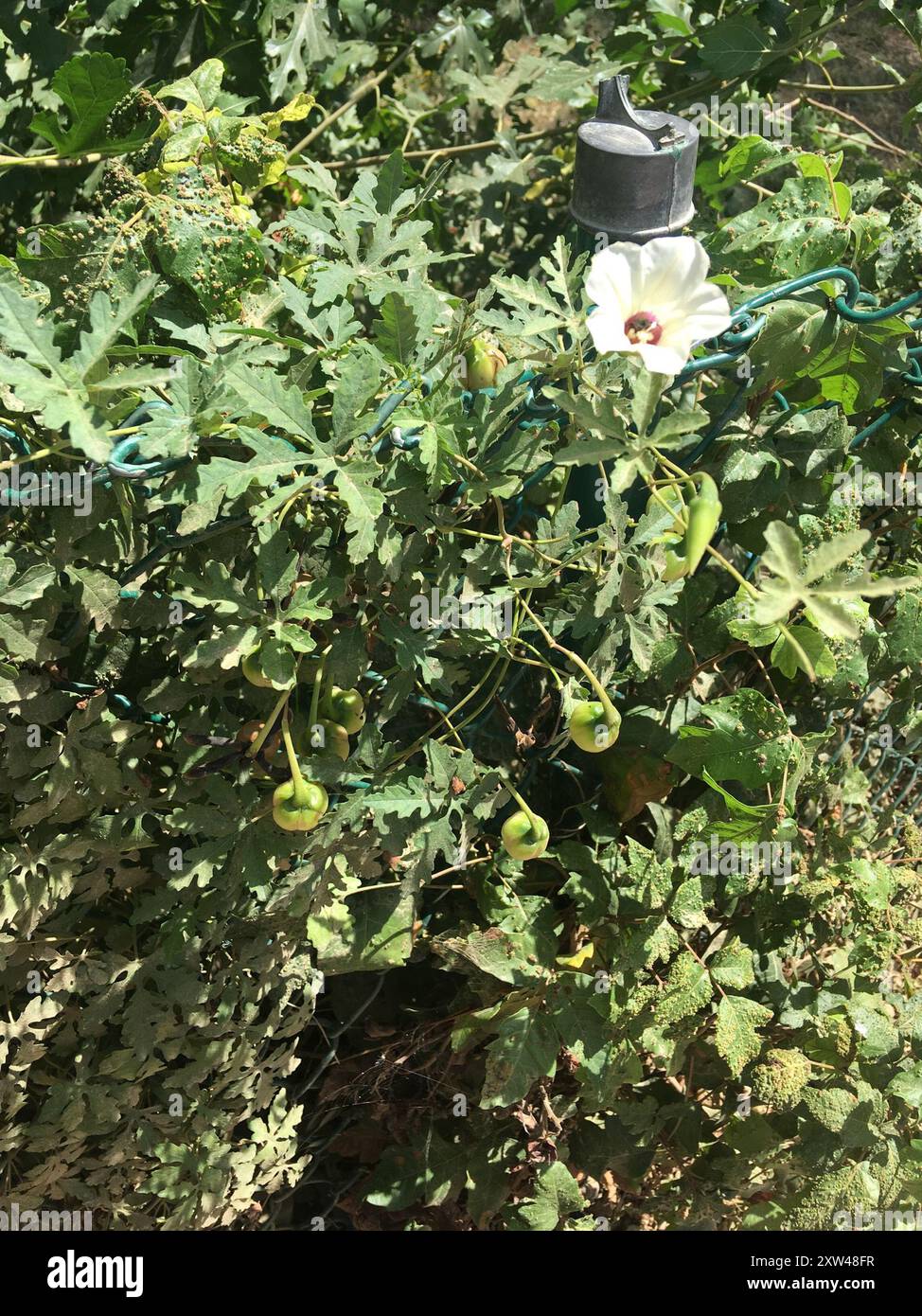 Alamo vine (Distimake dissectus) Plantae Stock Photo - Alamy
